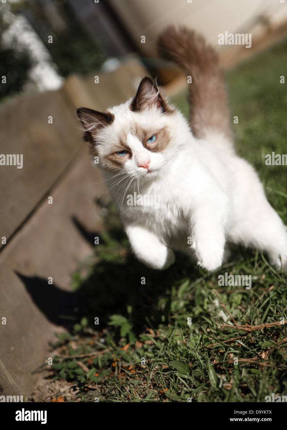 A seal bicolor ragdoll kitten leaping and playing in a typical ...