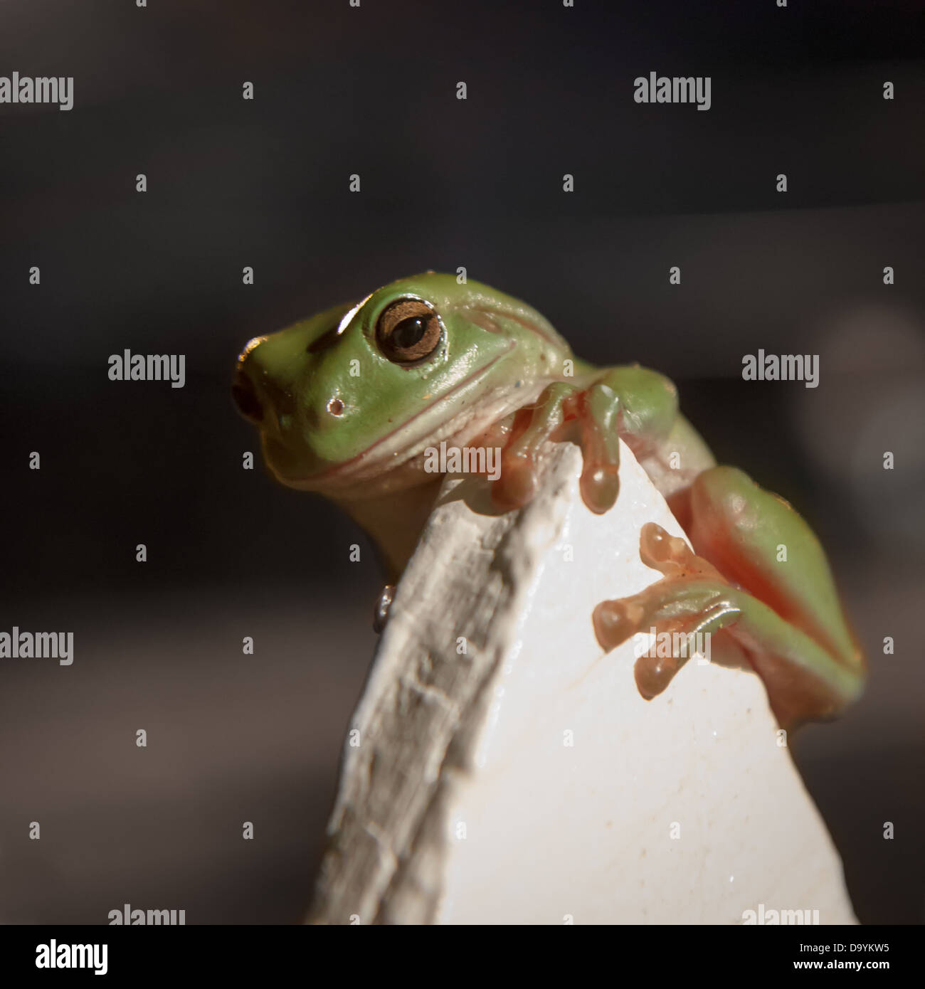 Frog fence hi-res stock photography and images - Alamy