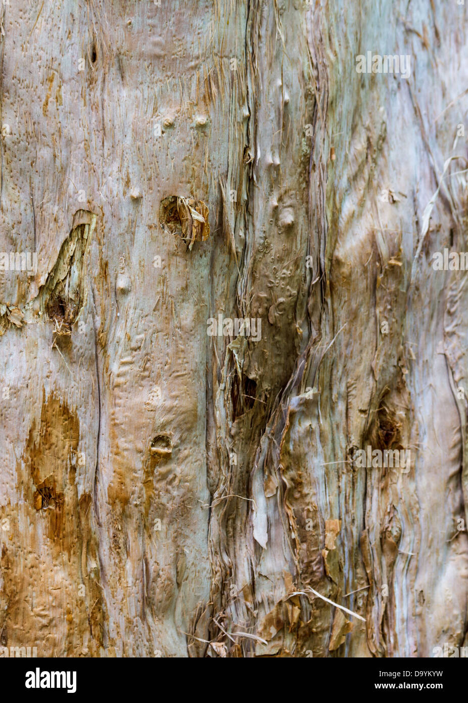 Paperbark tree hi-res stock photography and images - Alamy