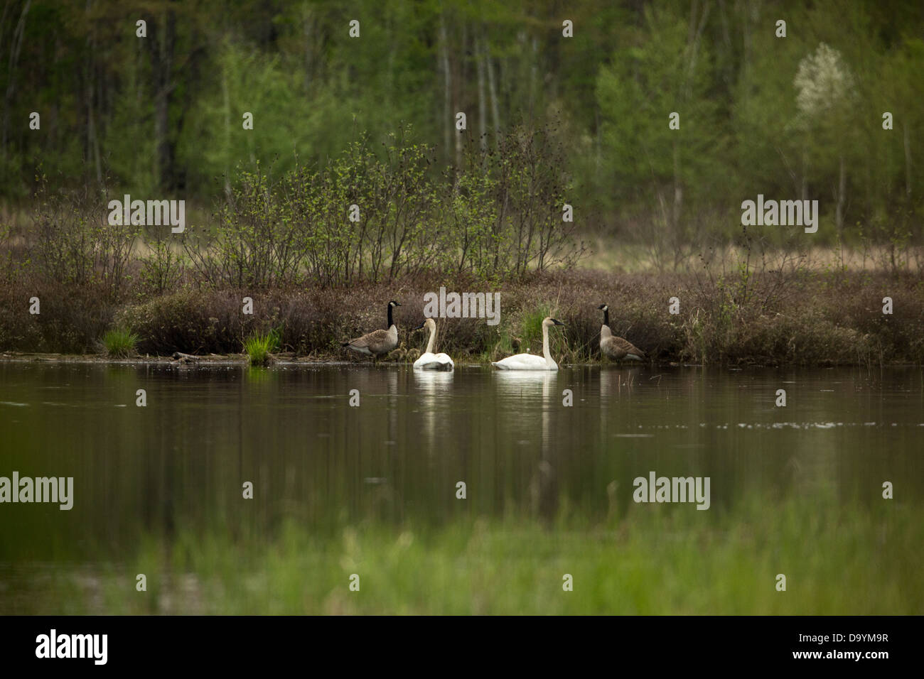 Trumpeter swans and Canada geese Stock Photo - Alamy