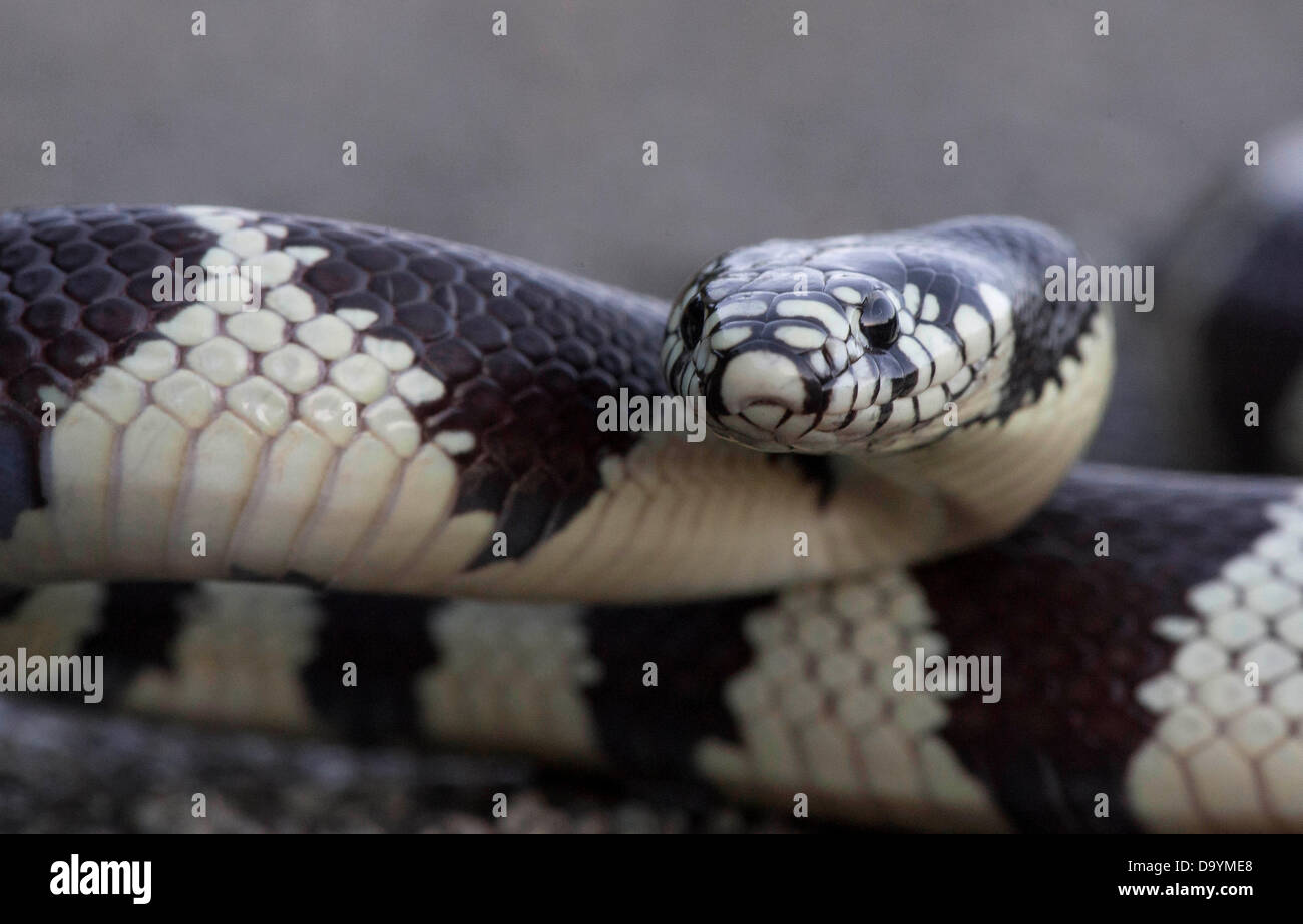 Kingsnakes hi-res stock photography and images - Alamy