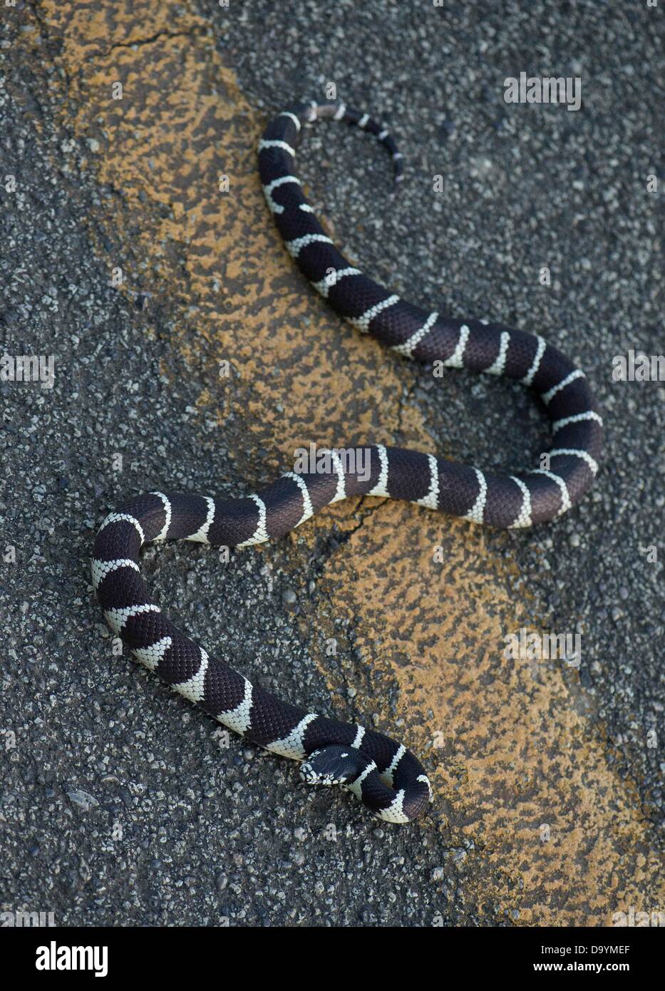 Roseburg, Oregon, USA 28th June, 2013. A kingsnake strikes a defensive ...