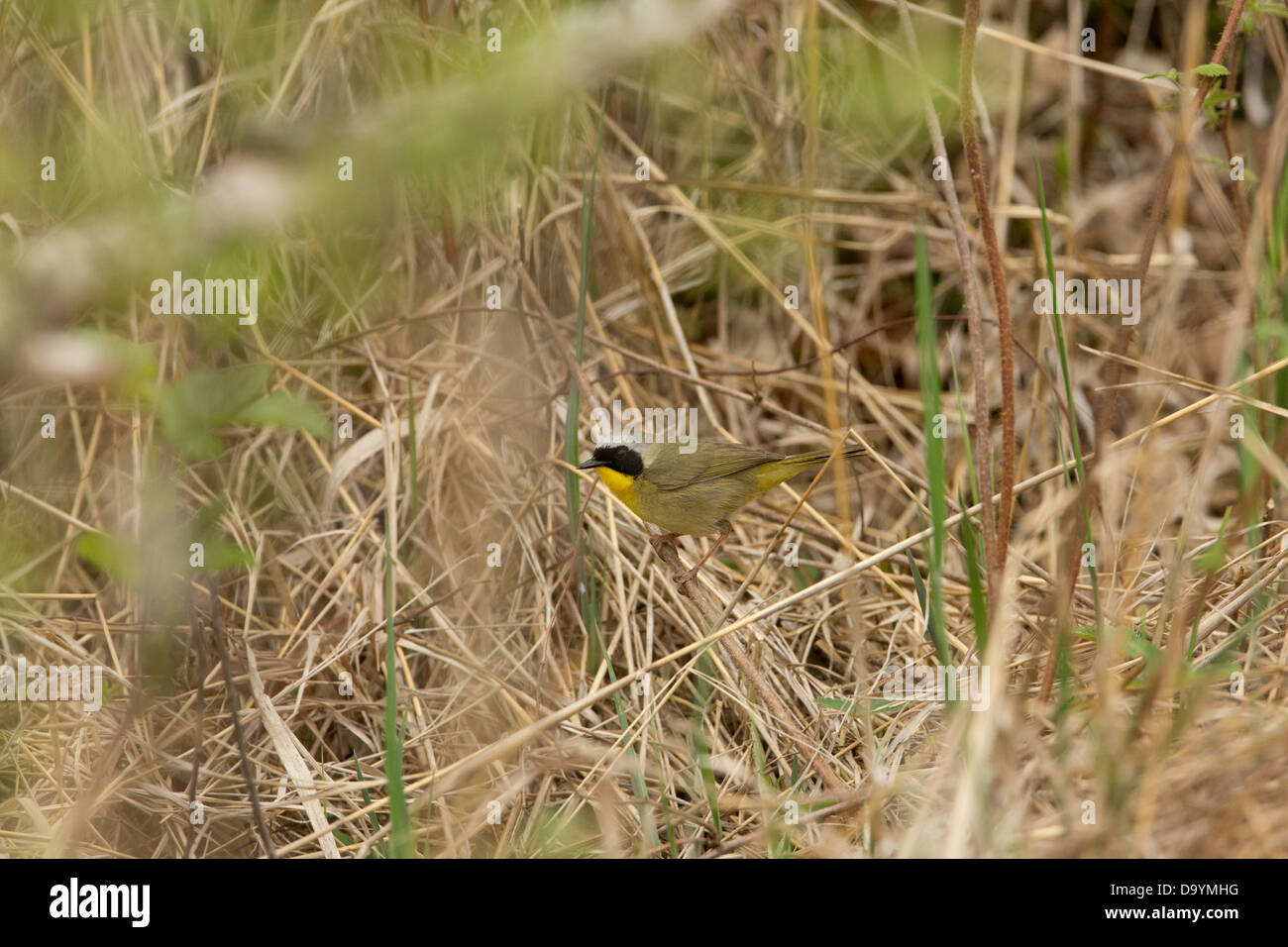 Common Yellowthroat - Male Stock Photo - Alamy