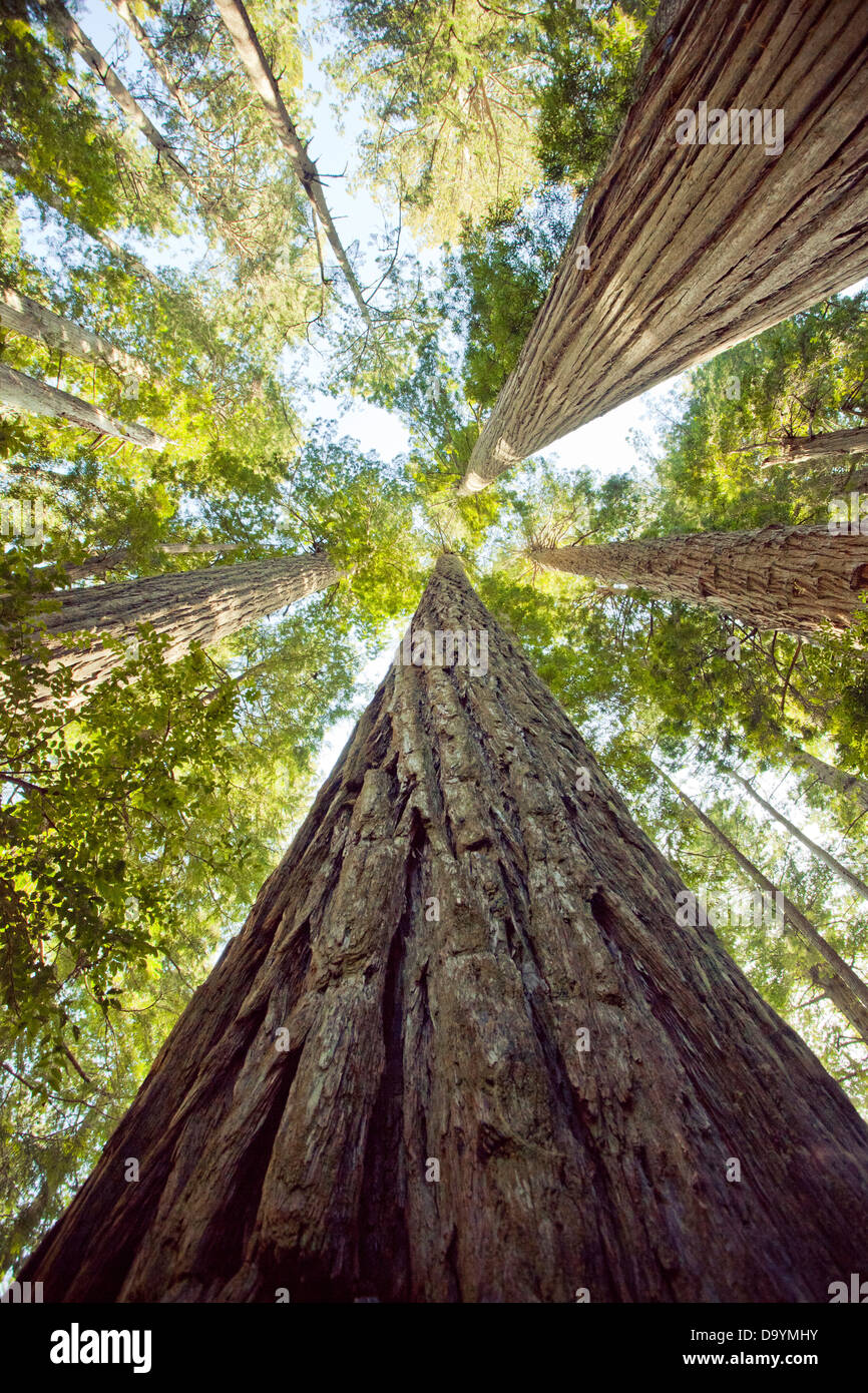 Looking up towards the canopy of Giant Redwood trees in California ...