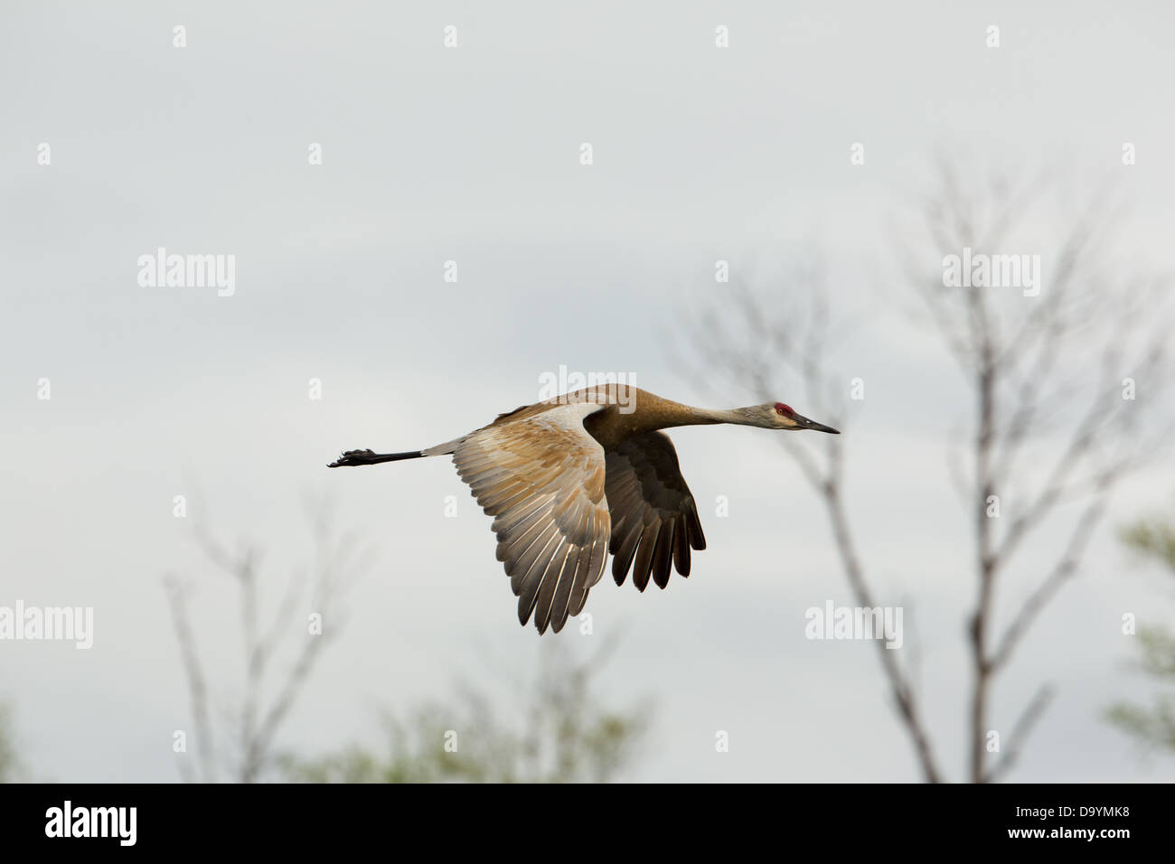 Spring backwards hi-res stock photography and images - Alamy