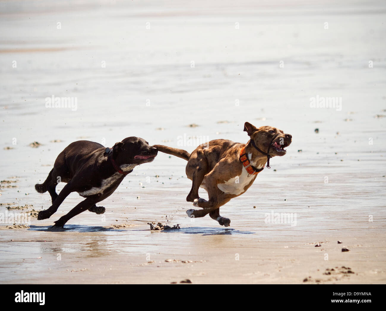 Two dogs chase each other at a beach Stock Photo - Alamy