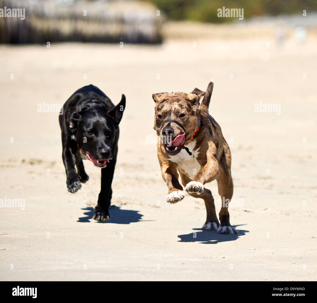 Two dogs play and chase each other on a beach Stock Photo - Alamy