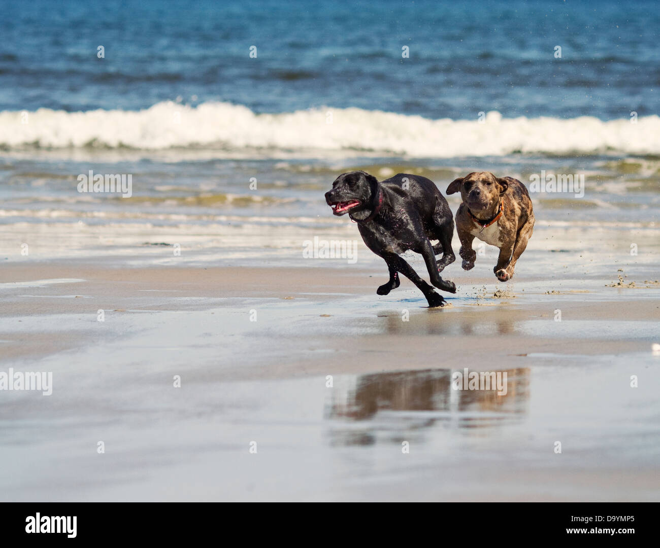 Two dogs chase each other at a beach in southern Maine Stock Photo - Alamy