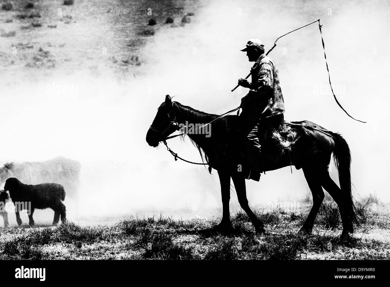 The shepherd drive a herd of sheep transfer from winter pasture to ...