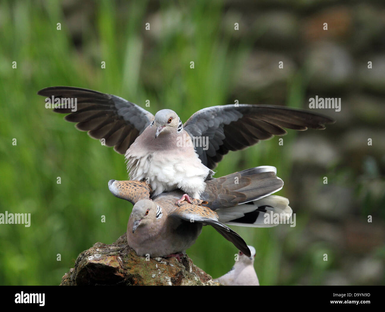 Doves mating hi-res stock photography and images - Alamy