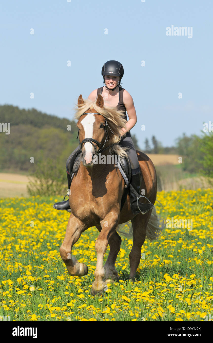 Riding a heavy horse hi-res stock photography and images - Alamy
