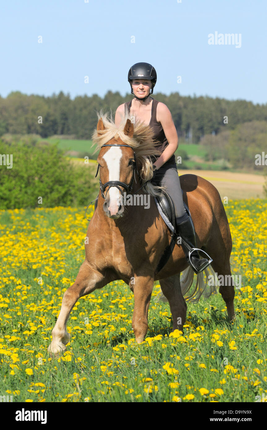 Young rider on back of a German Black Forest heavy horse galloping in a ...