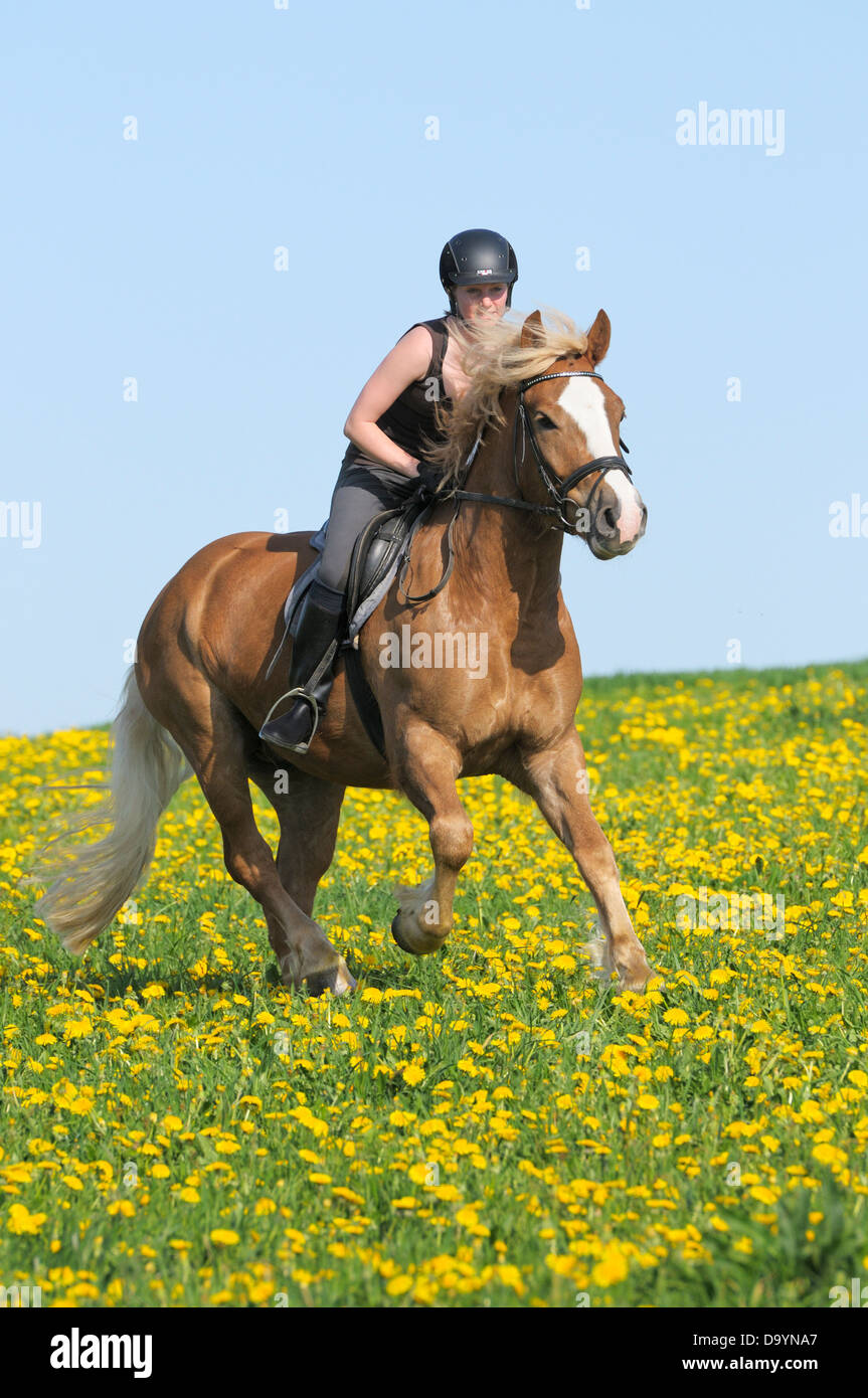 Riding a heavy horse hi-res stock photography and images - Alamy