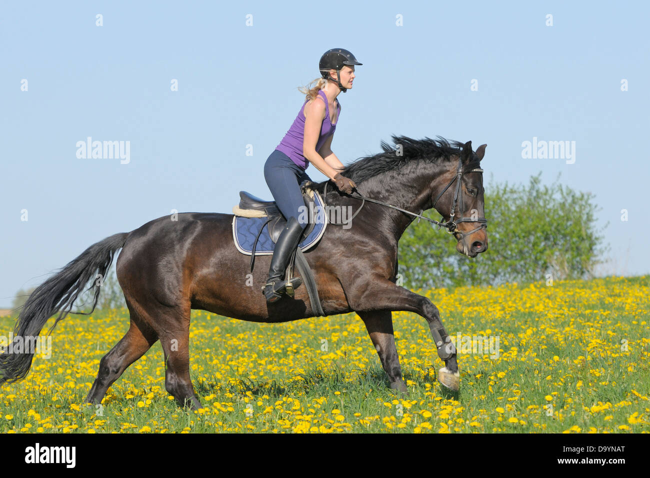 Rider on back of an Oldenburg breed horse galloping in a flower meadow ...