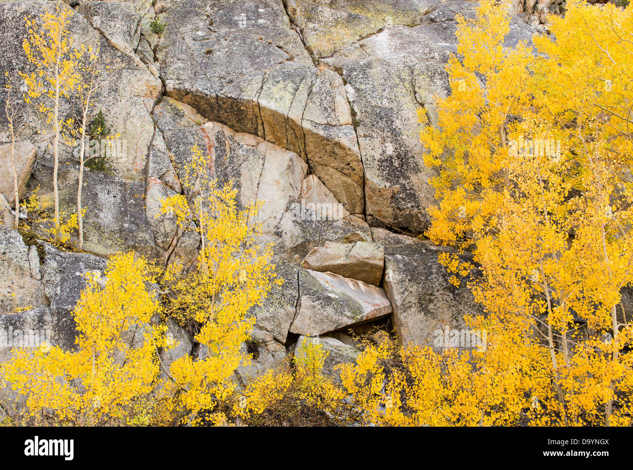 Fall Aspen and cracked granite rocks, Bishop area, California Stock ...
