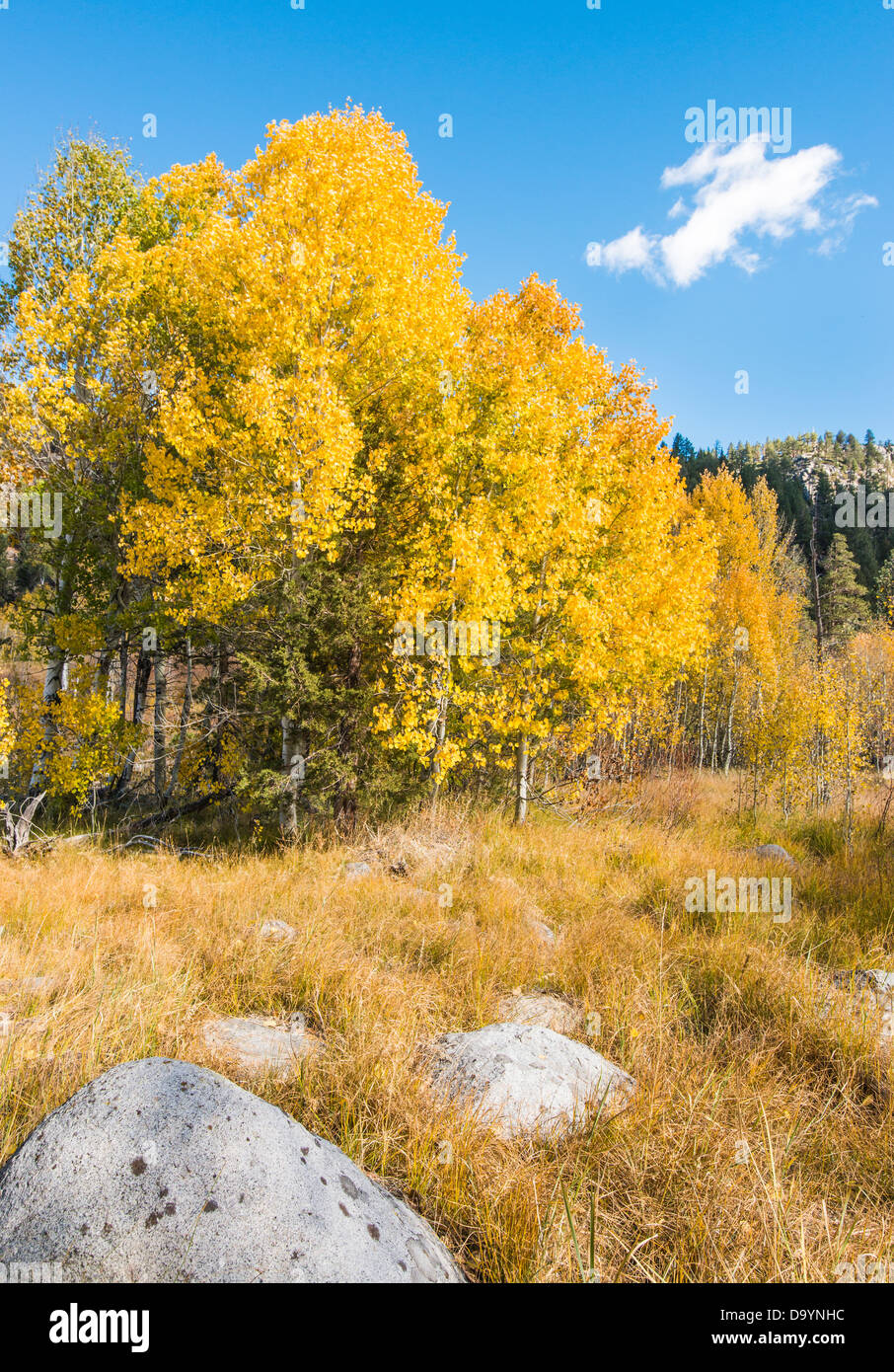 Fall Aspen and rocky meadow with blue sky, Hope Valley, California ...