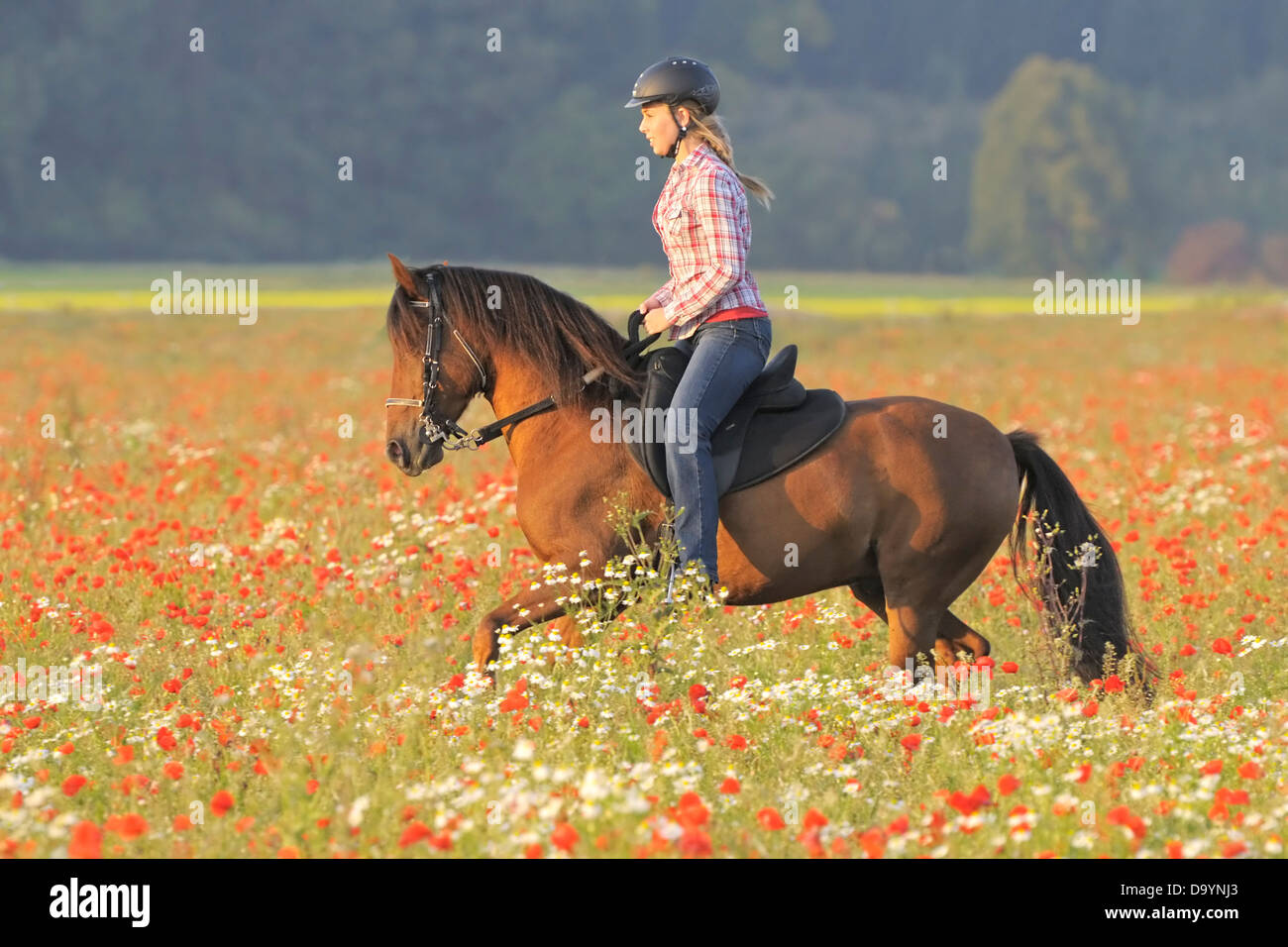 Young rider on a back of a Paso Fino horse in a poppy field Stock Photo ...