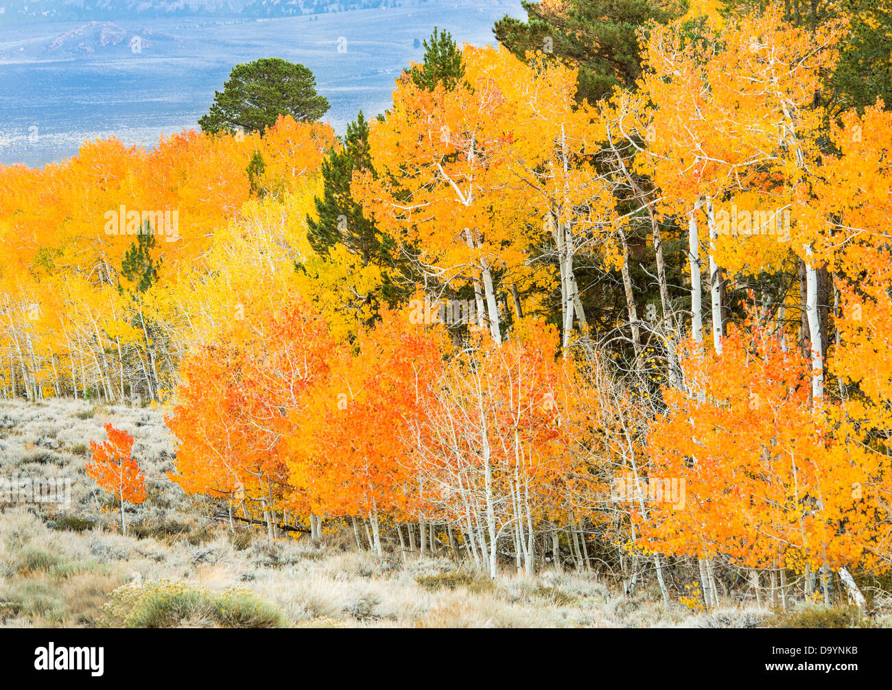 Fall Aspen in the eastern Sierra, California Stock Photo - Alamy