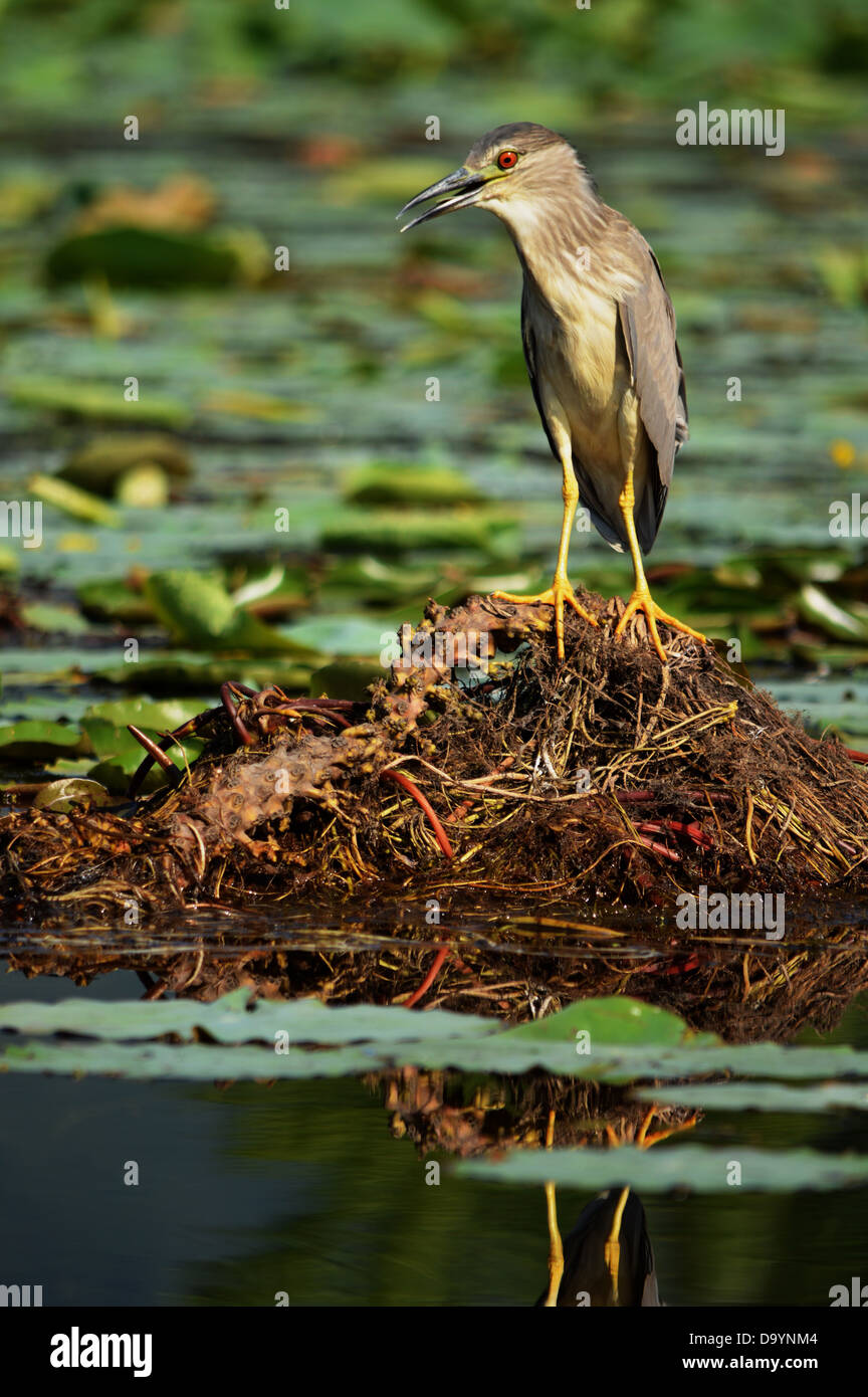 Pond Heron, Heron, Paddy Bird, Indian Bird, India Stock Photo - Alamy