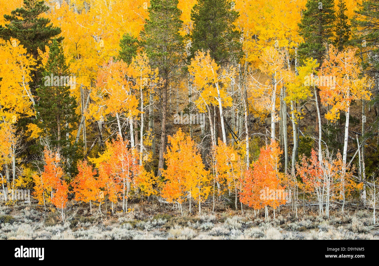 Fall Aspen in the eastern Sierra, California Stock Photo - Alamy
