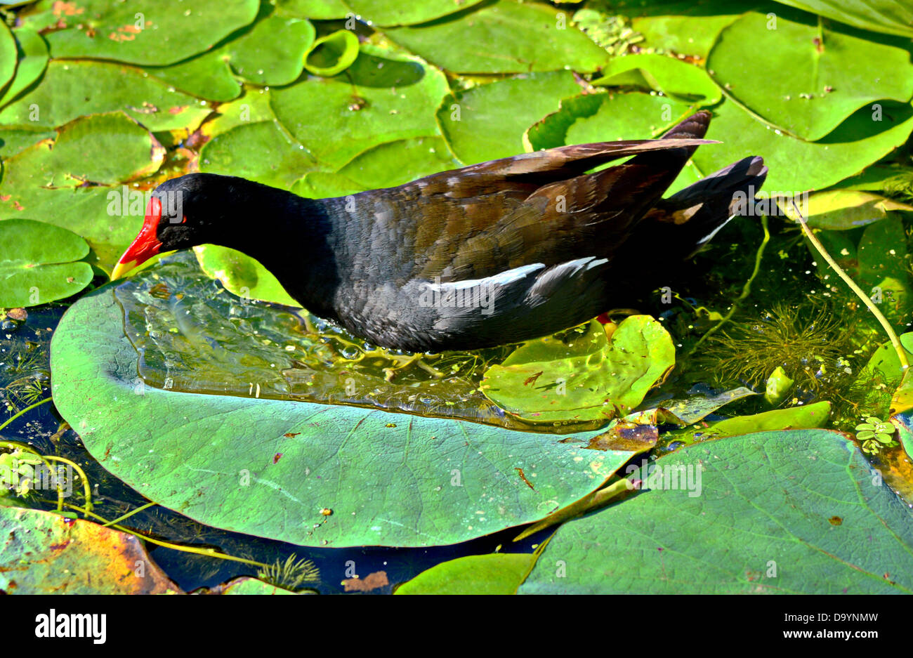 Marsh Hen High Resolution Stock Photography and Images - Alamy