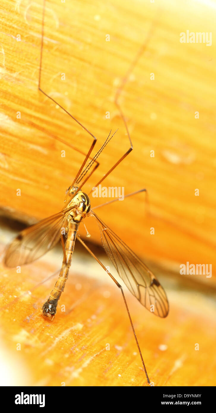 A mosquito sitting on yellow wall indoor. Extreme close-up Stock Photo ...