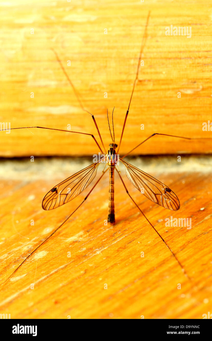 A mosquito sitting on yellow wall indoor. Extreme close-up Stock Photo ...