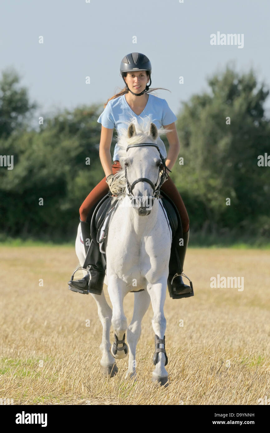 Young rider on back of a white German pony galloping in a stubble field ...