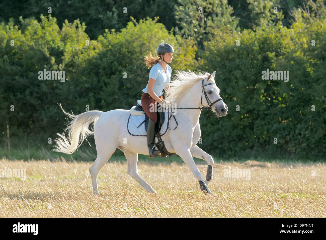 Young rider on back of a white German pony galloping in a stubble field ...