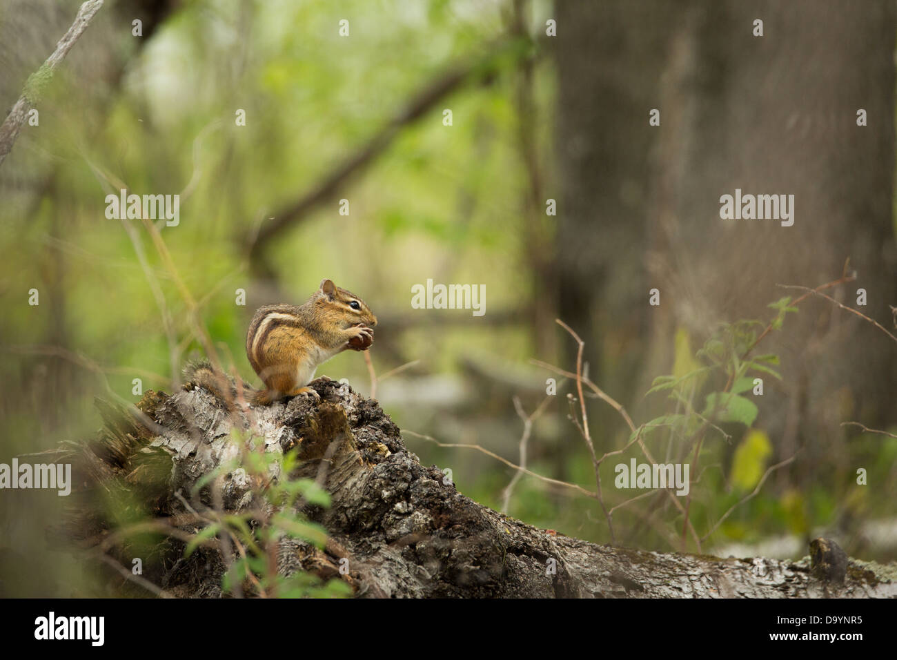 Chipmunk forest hi-res stock photography and images - Alamy