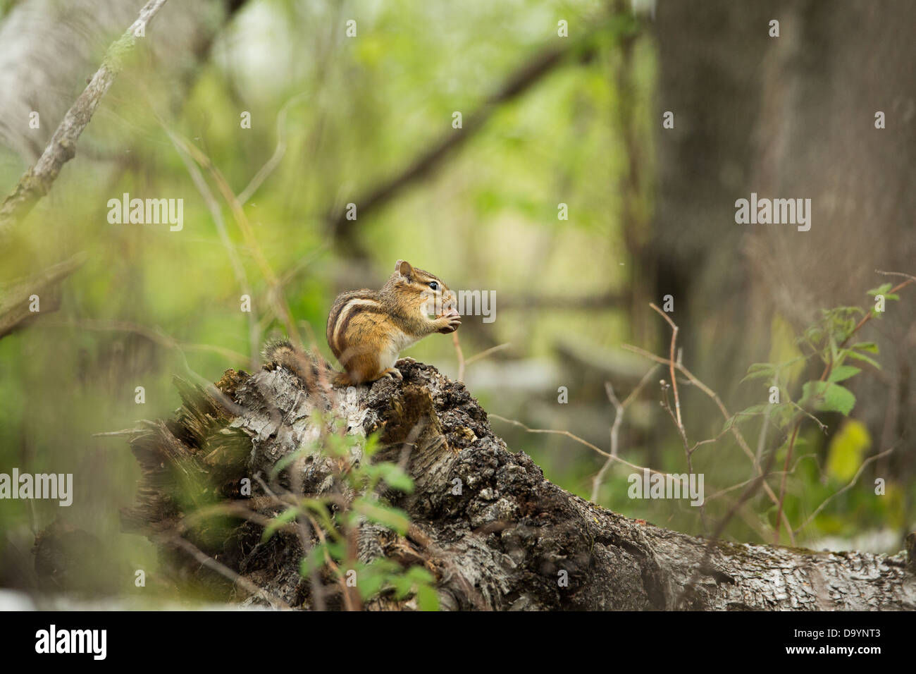 Chipmunk acorn hi-res stock photography and images - Alamy