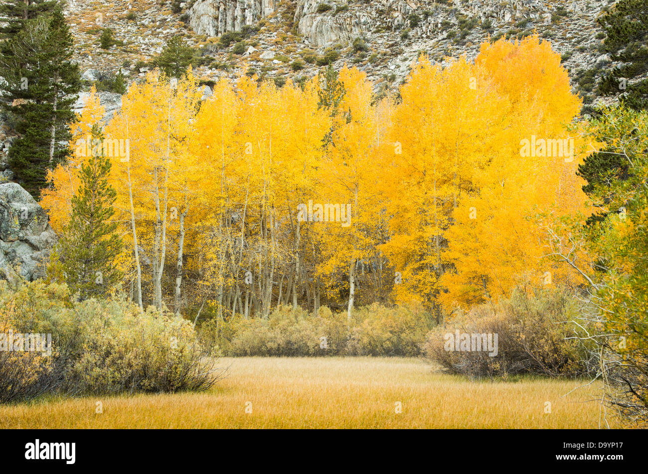 Fall Aspen trees and meadow along Bishop Creek, California Stock Photo ...