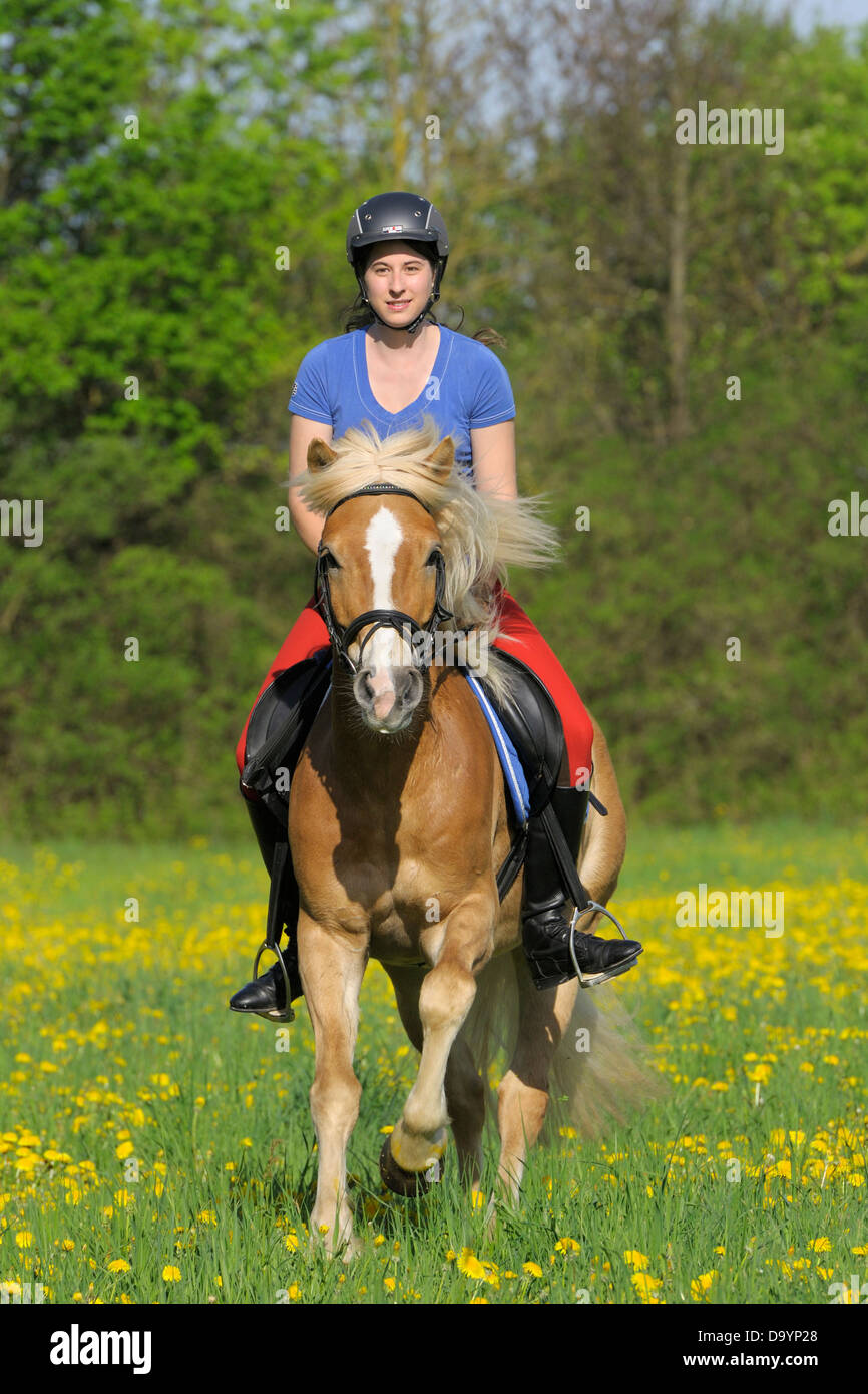 Haflinger horse in gallop hi-res stock photography and images - Alamy