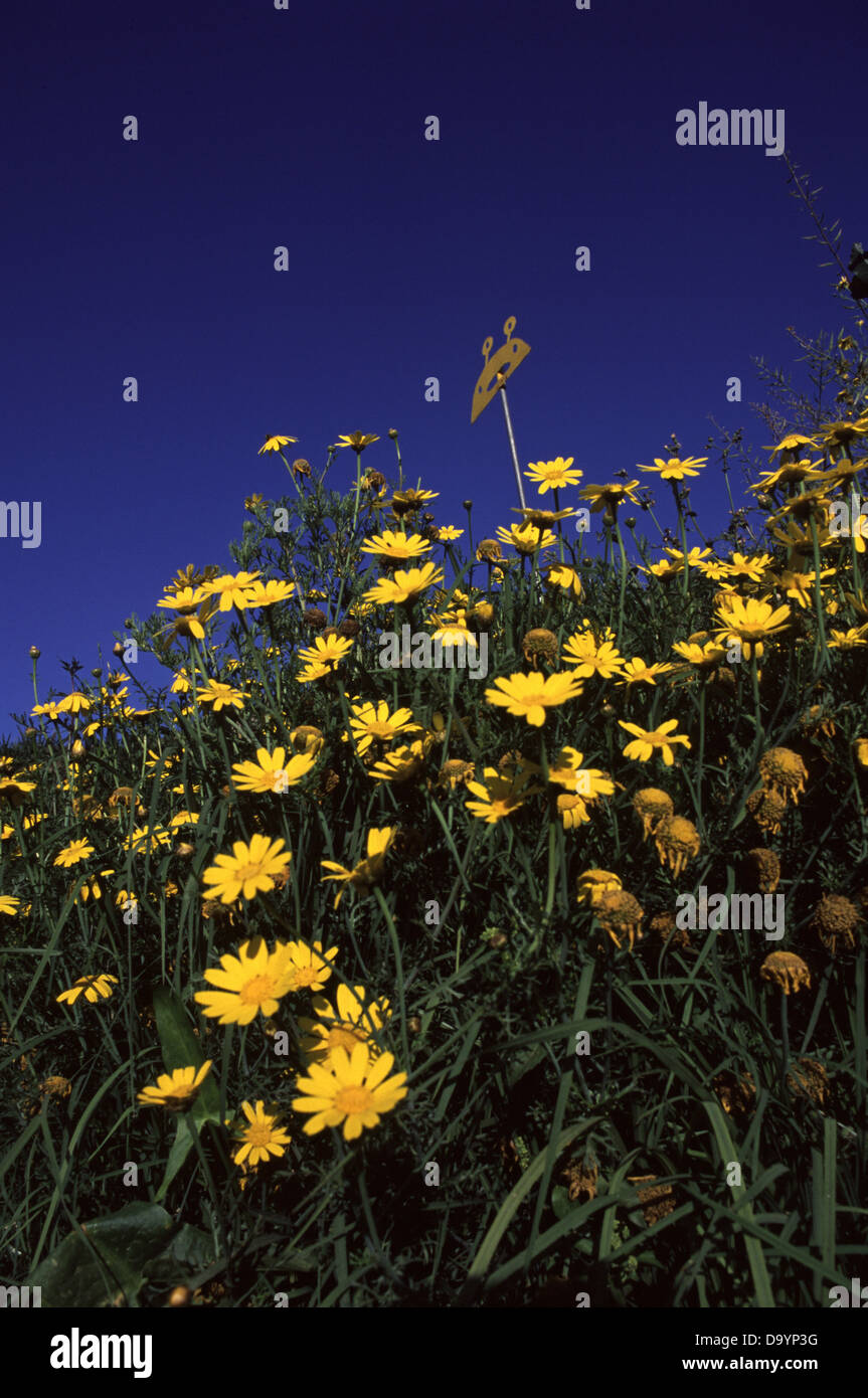 Israel galilee spring flowers blooming hi-res stock photography and ...