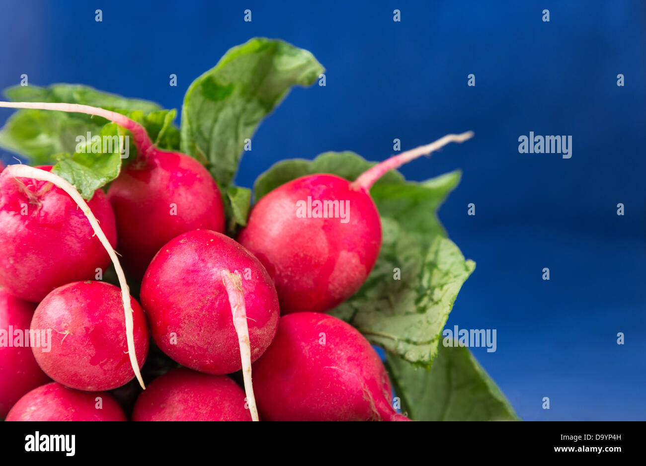 bunch of fresh radish on blue background Stock Photo - Alamy