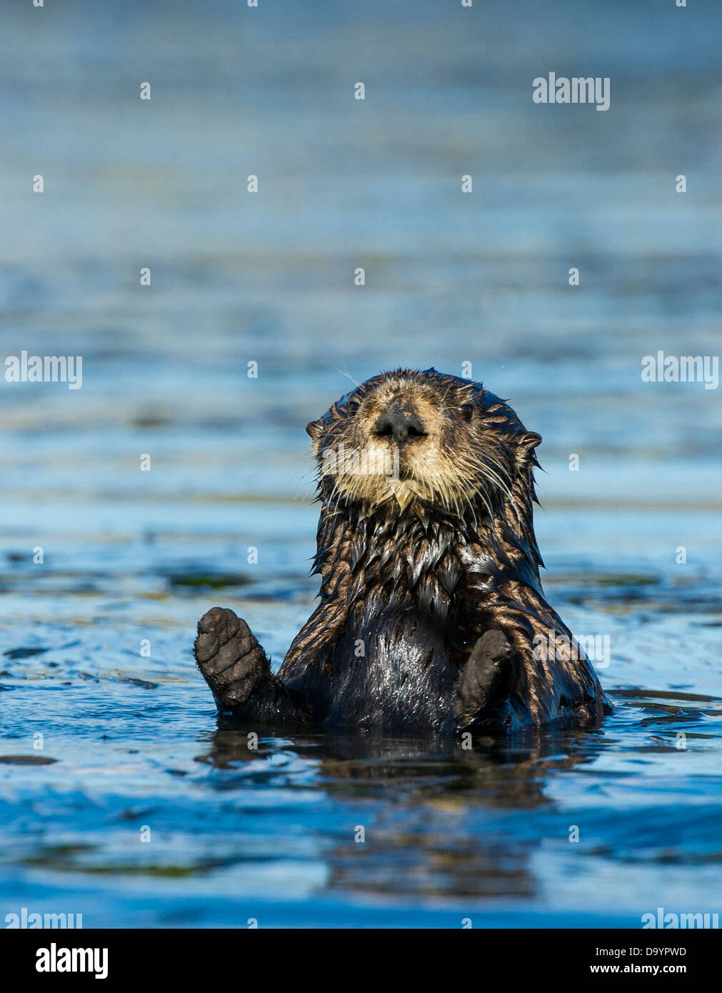 Sea otter (Enhydra lutris Stock Photo - Alamy