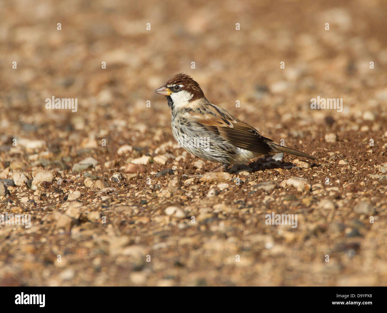 Spanish Sparrow Passer hispaniolensis male wet after having a bathe in ...