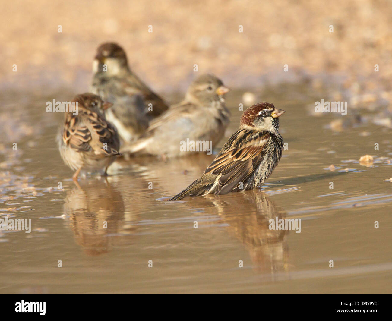 Spanish Sparrow Passer hispaniolensis bathing in puddle southern turkey ...