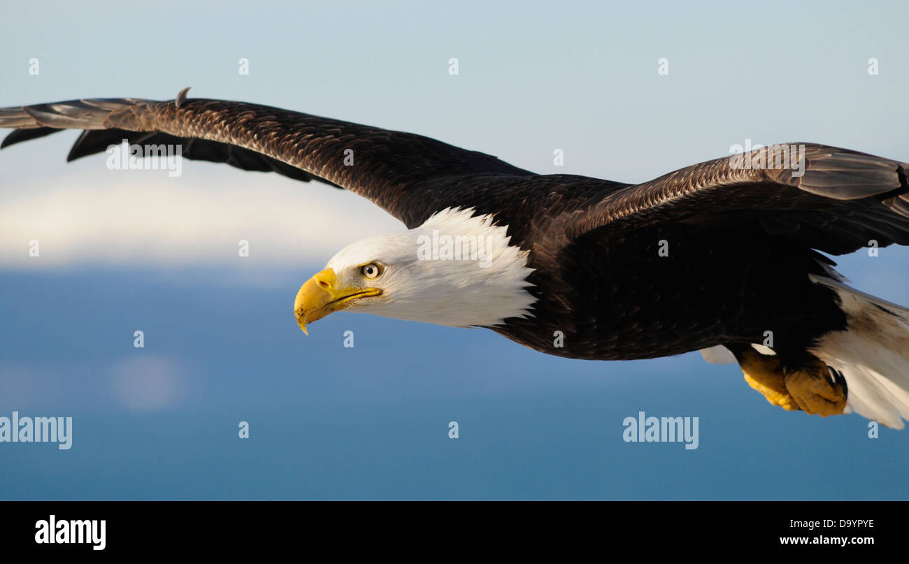 Bald eagle flying away hi-res stock photography and images - Alamy