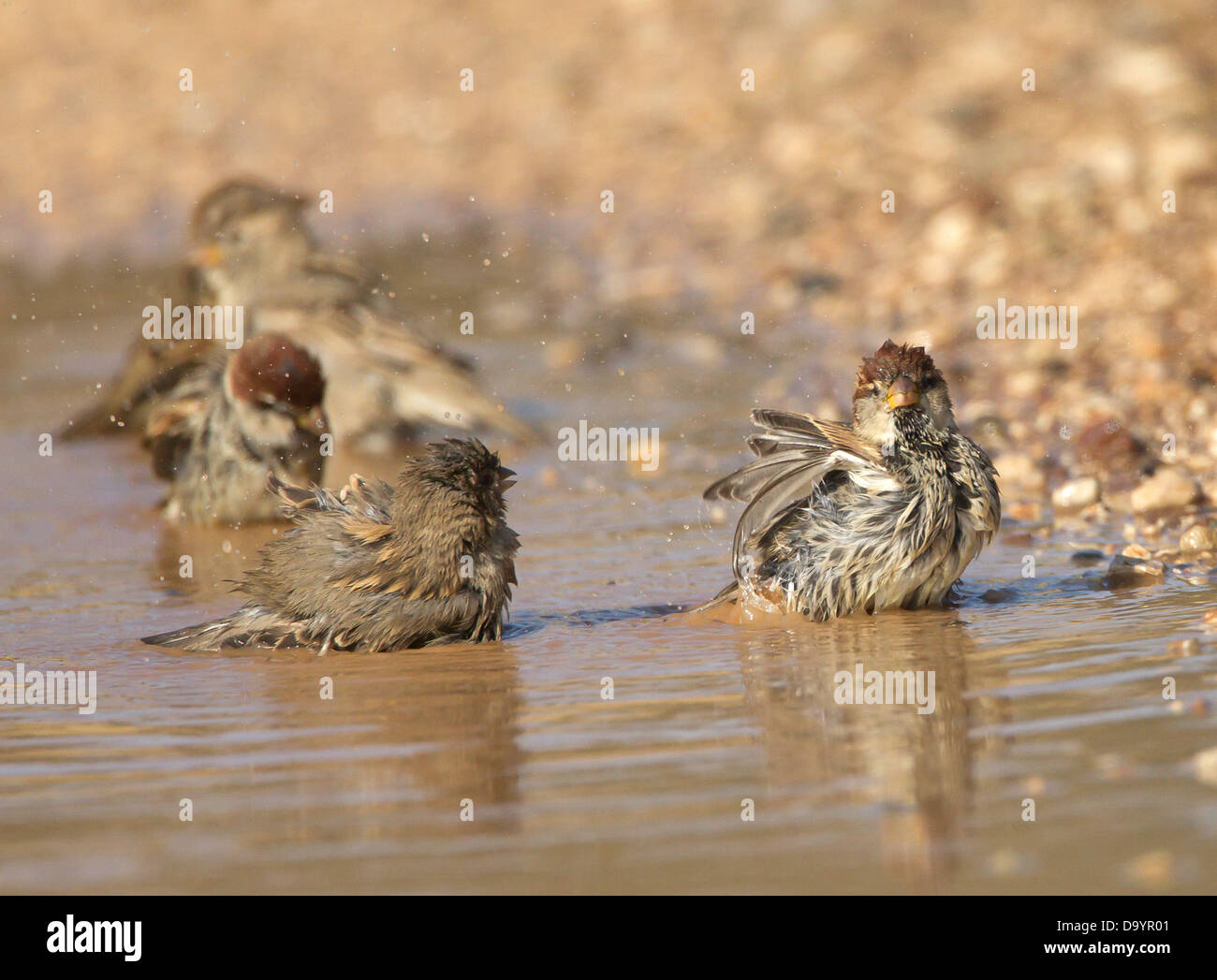 Spanish Sparrow Passer hispaniolensis bathing in puddle southern turkey ...