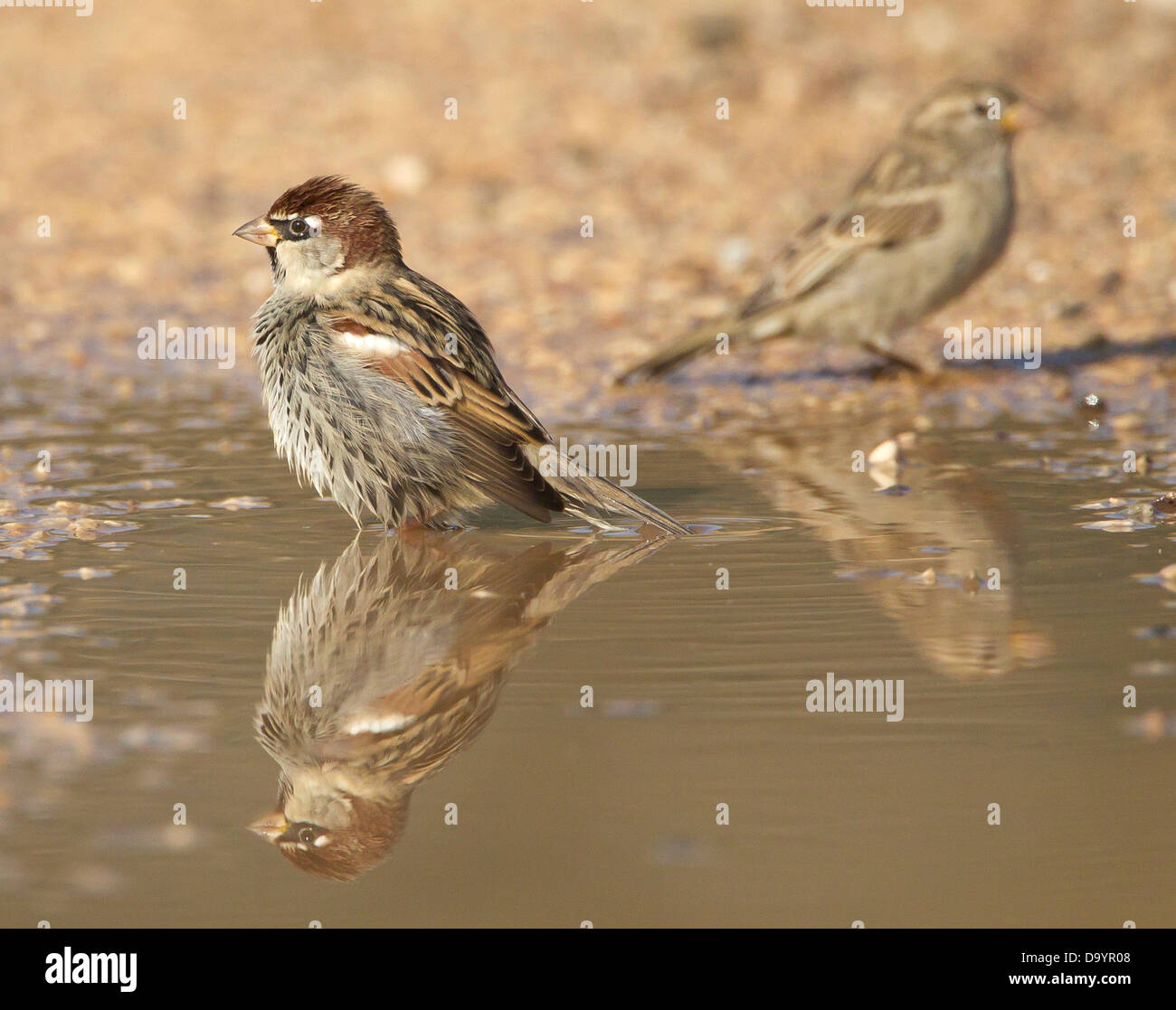 Spanish Sparrow Passer hispaniolensis bathing in puddle southern turkey ...