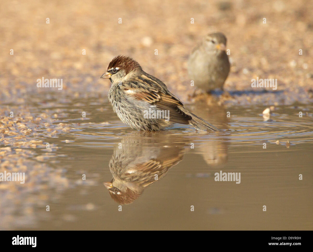 Spanish Sparrow Passer hispaniolensis bathing in puddle southern turkey ...
