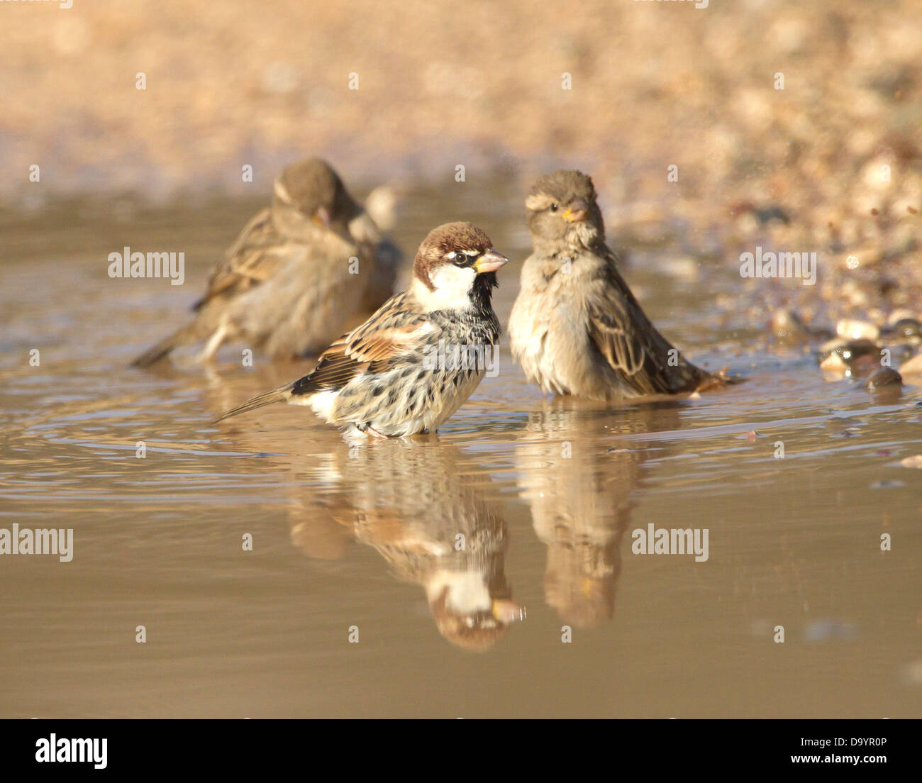Spanish Sparrow Passer hispaniolensis bathing in puddle southern turkey ...