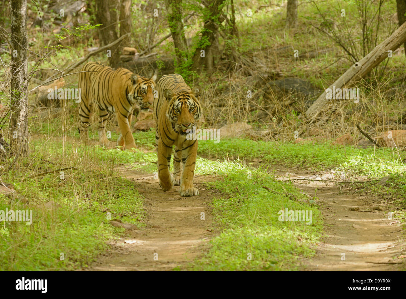 Two wild tigers on a forest path in the forests of Ranthambhore during ...