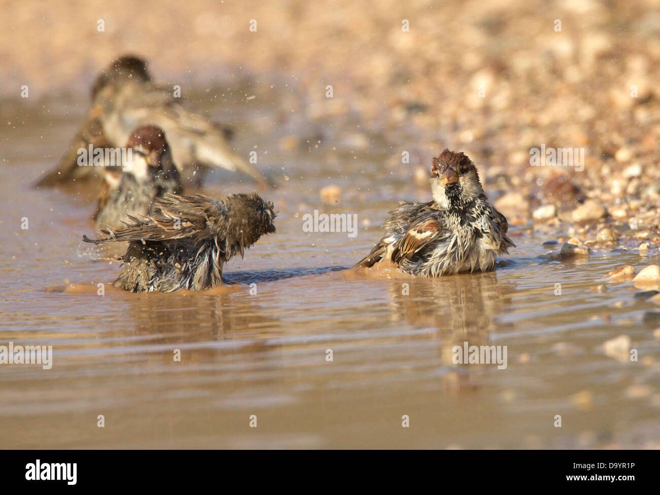 Spanish Sparrow Passer hispaniolensis bathing in puddle southern turkey ...