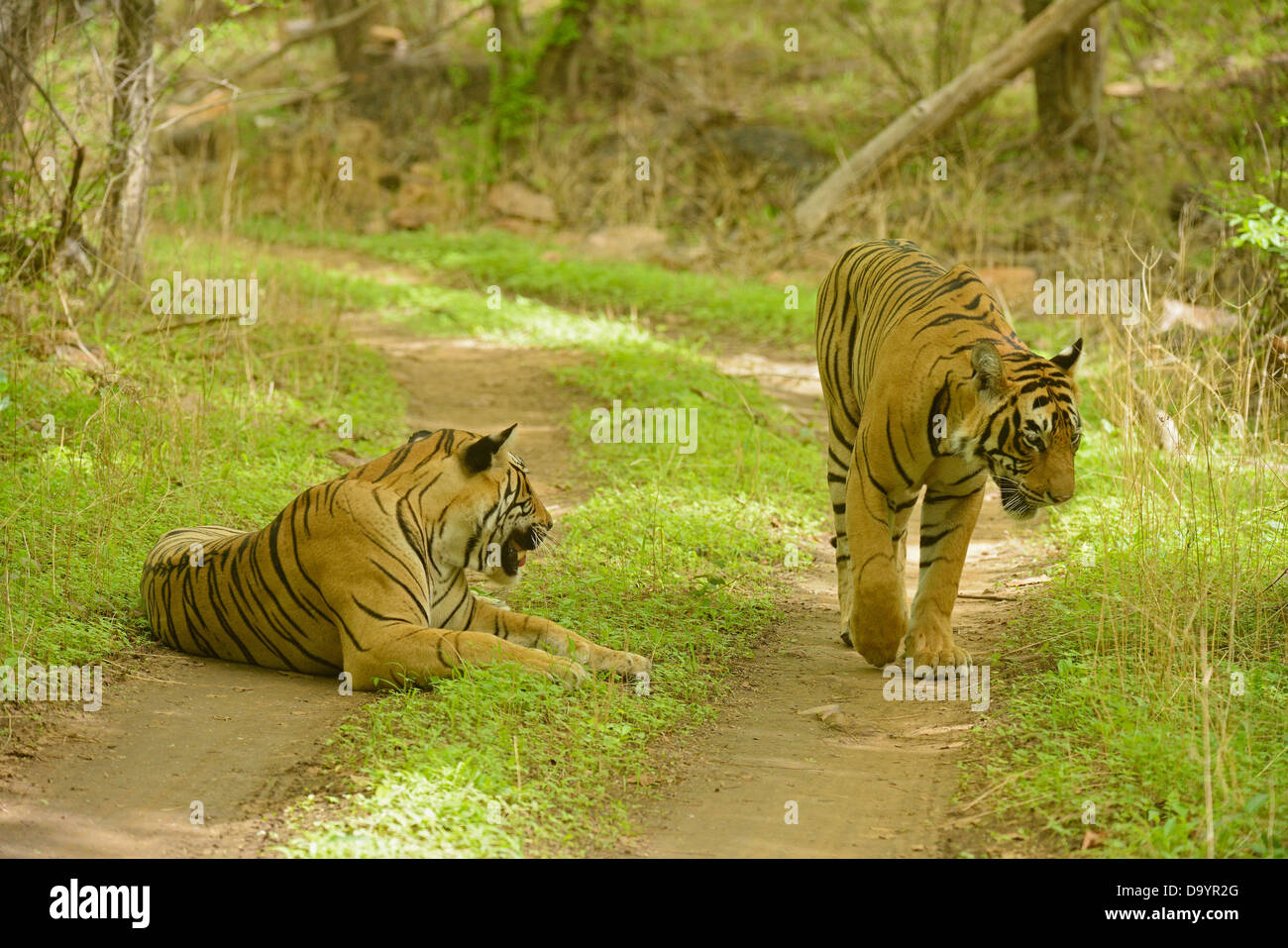 Two tigers on jungle road hi-res stock photography and images - Alamy