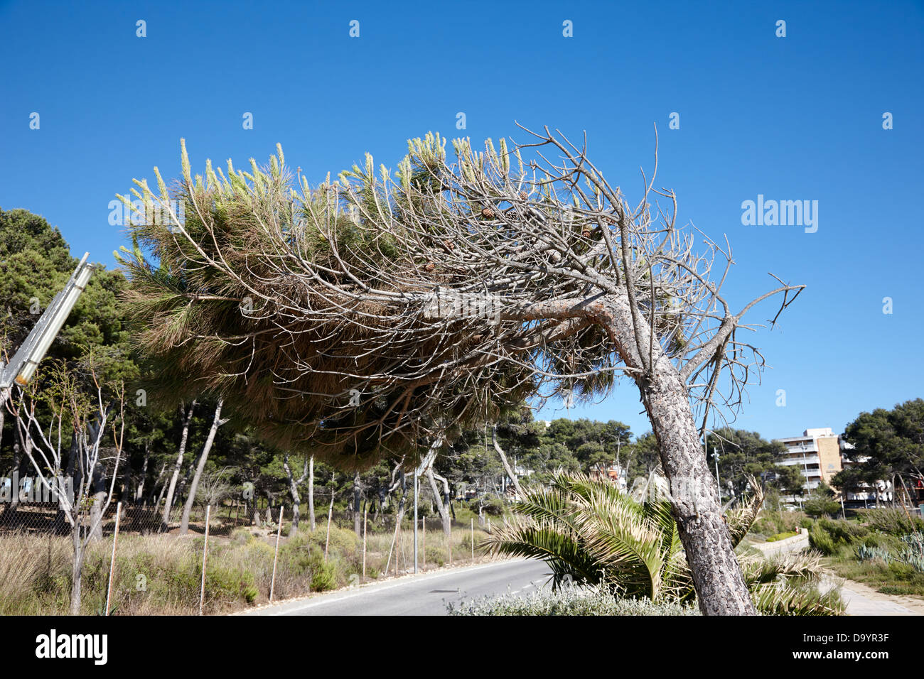 windswept coastal pine tree cap salou catalonia spain Stock Photo - Alamy