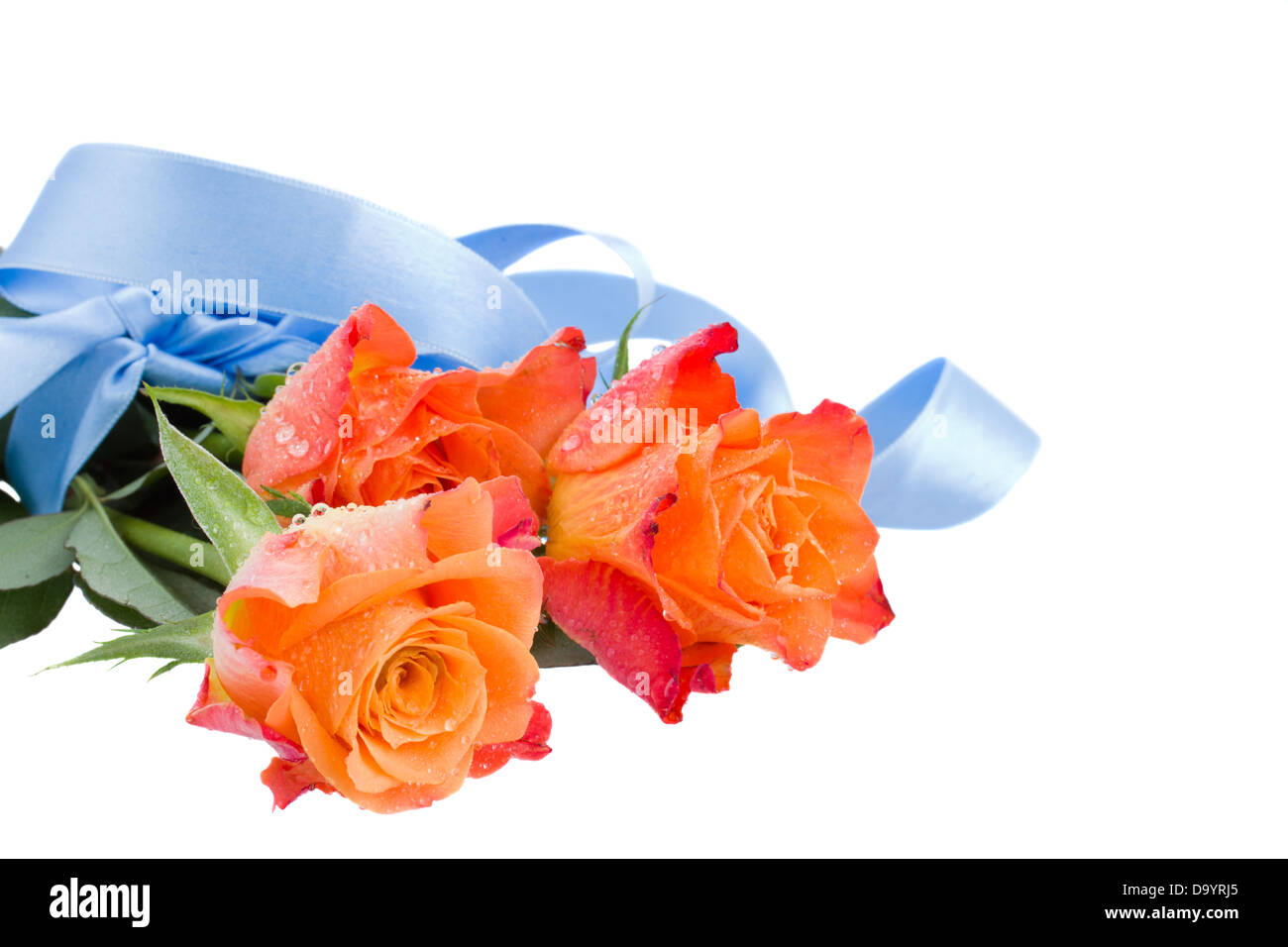 three orange roses with blue ribbon Stock Photo - Alamy