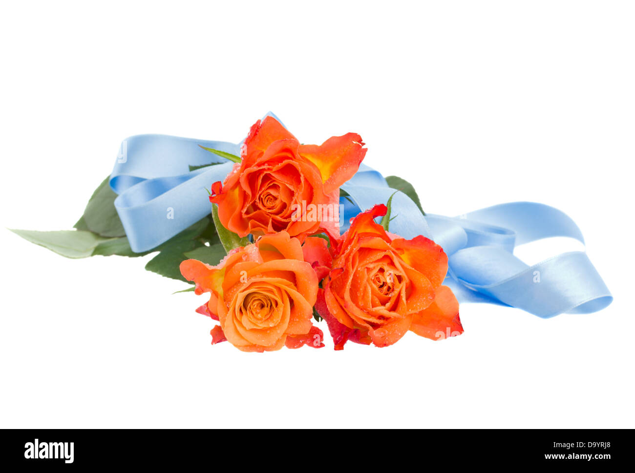 orange roses with blue ribbon Stock Photo - Alamy