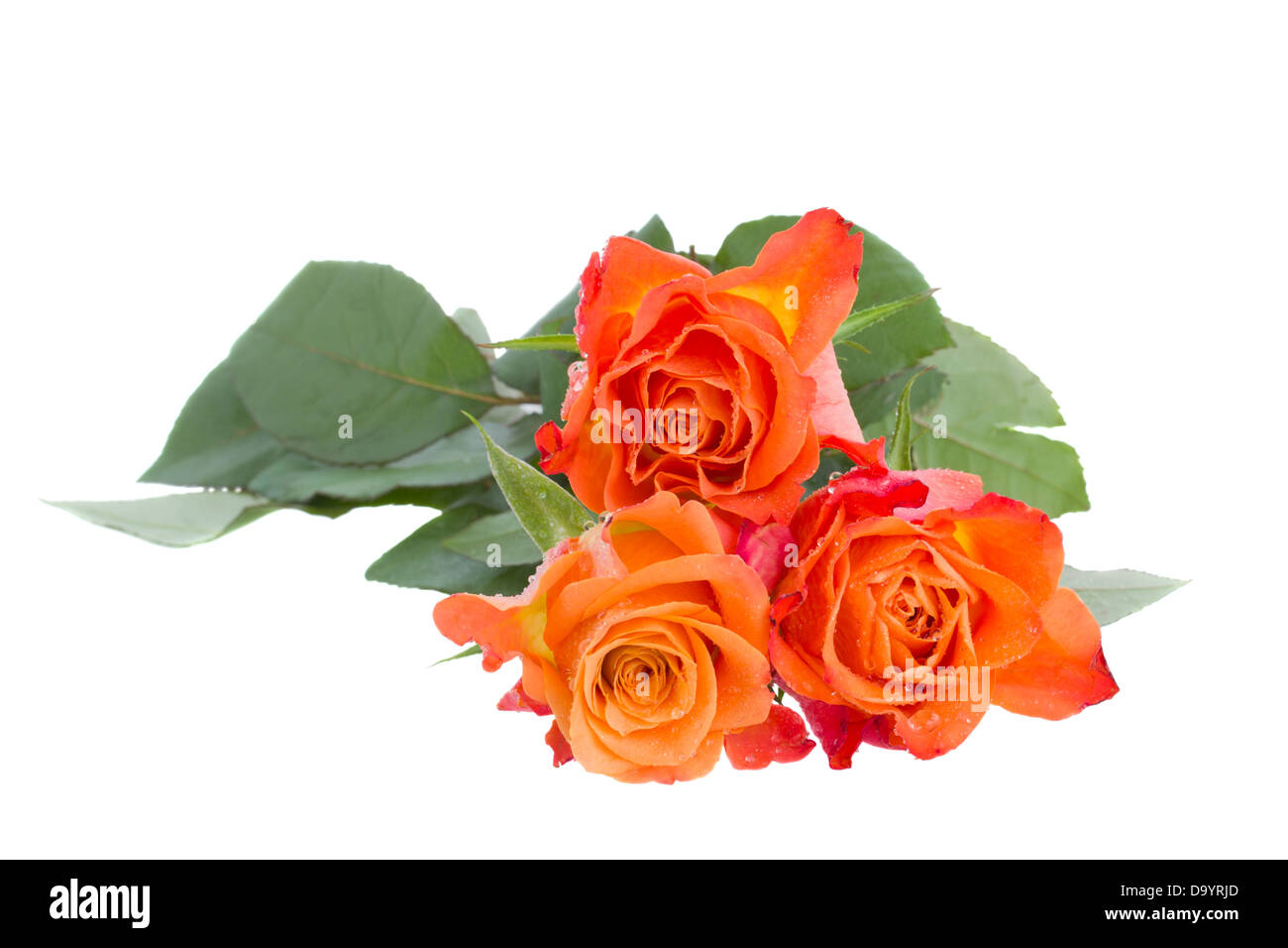 three orange roses Stock Photo - Alamy
